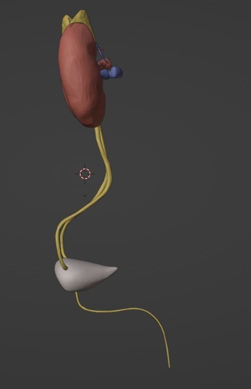 3D Model of Renal System 3D model | CGTrader