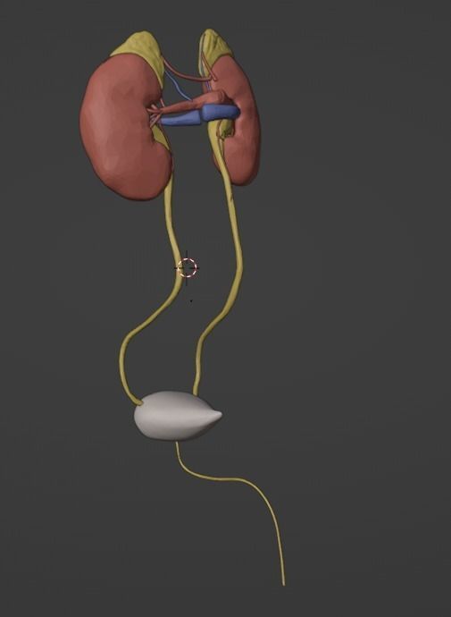 3D Model of Renal System 3D model | CGTrader