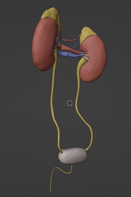 3D Model of Renal System 3D model | CGTrader