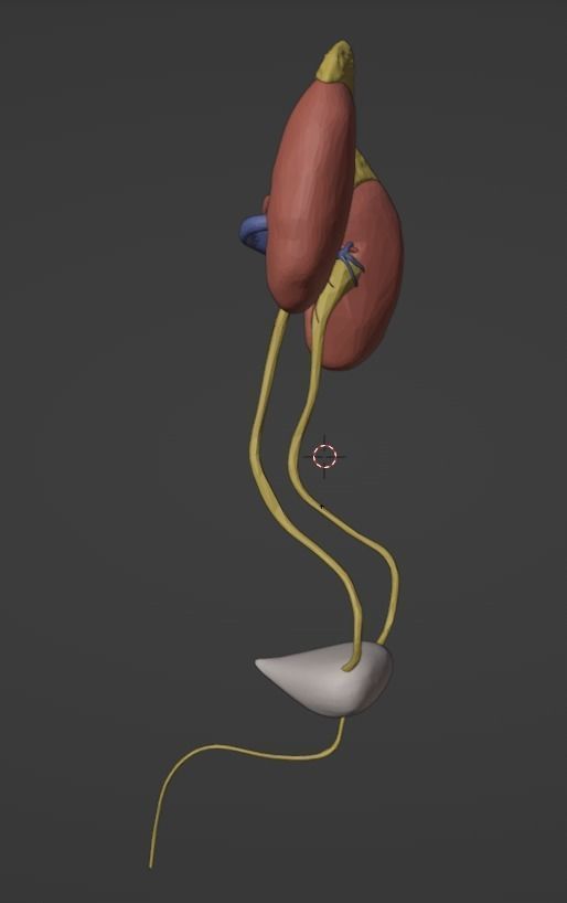 3D Model of Renal System 3D model | CGTrader