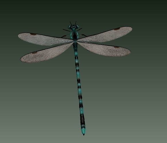 Dragonfly 3D model 3D printable | CGTrader