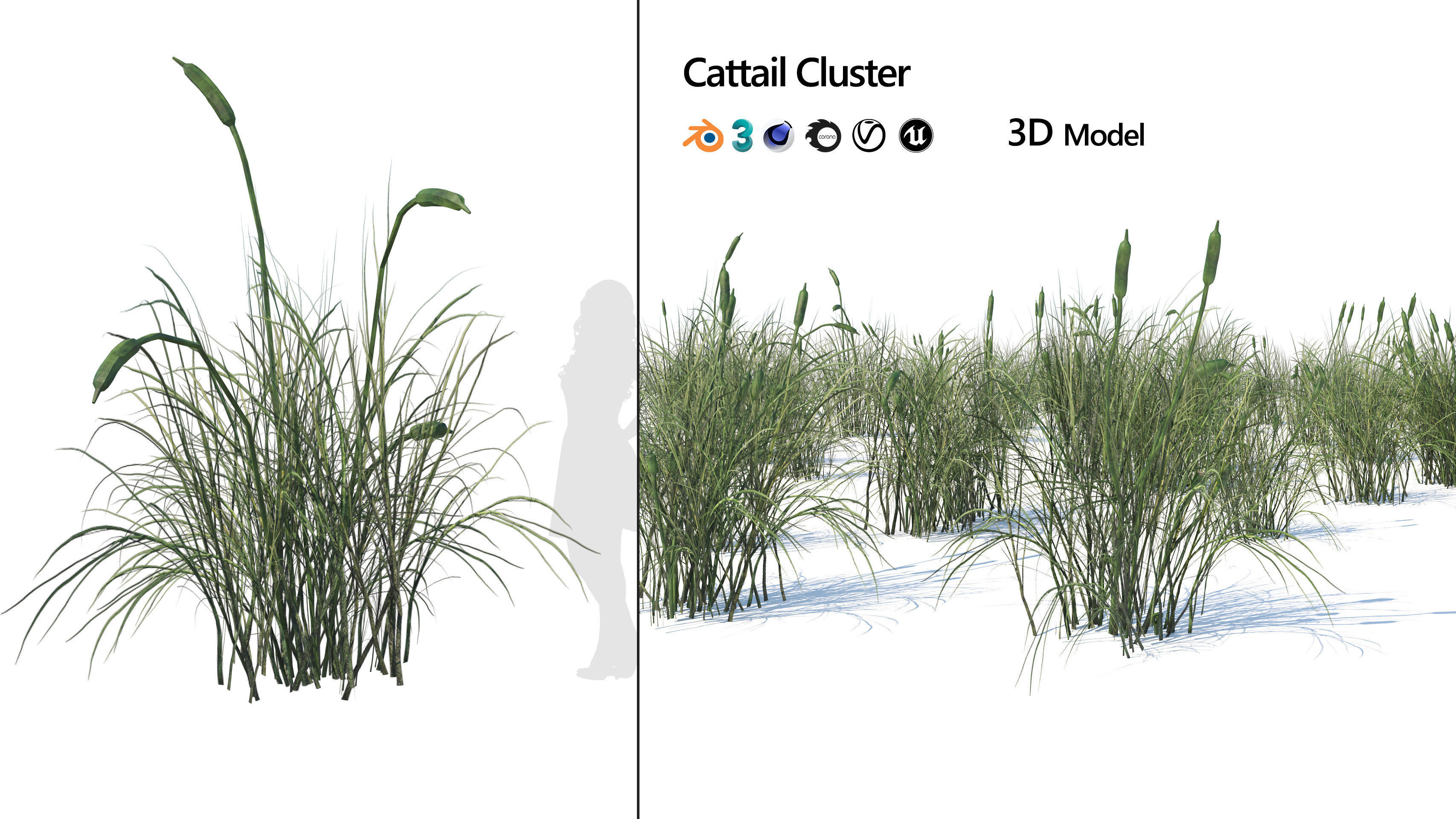 3D model broadleaf cattail grass cluster VR / AR / low-poly | CGTrader