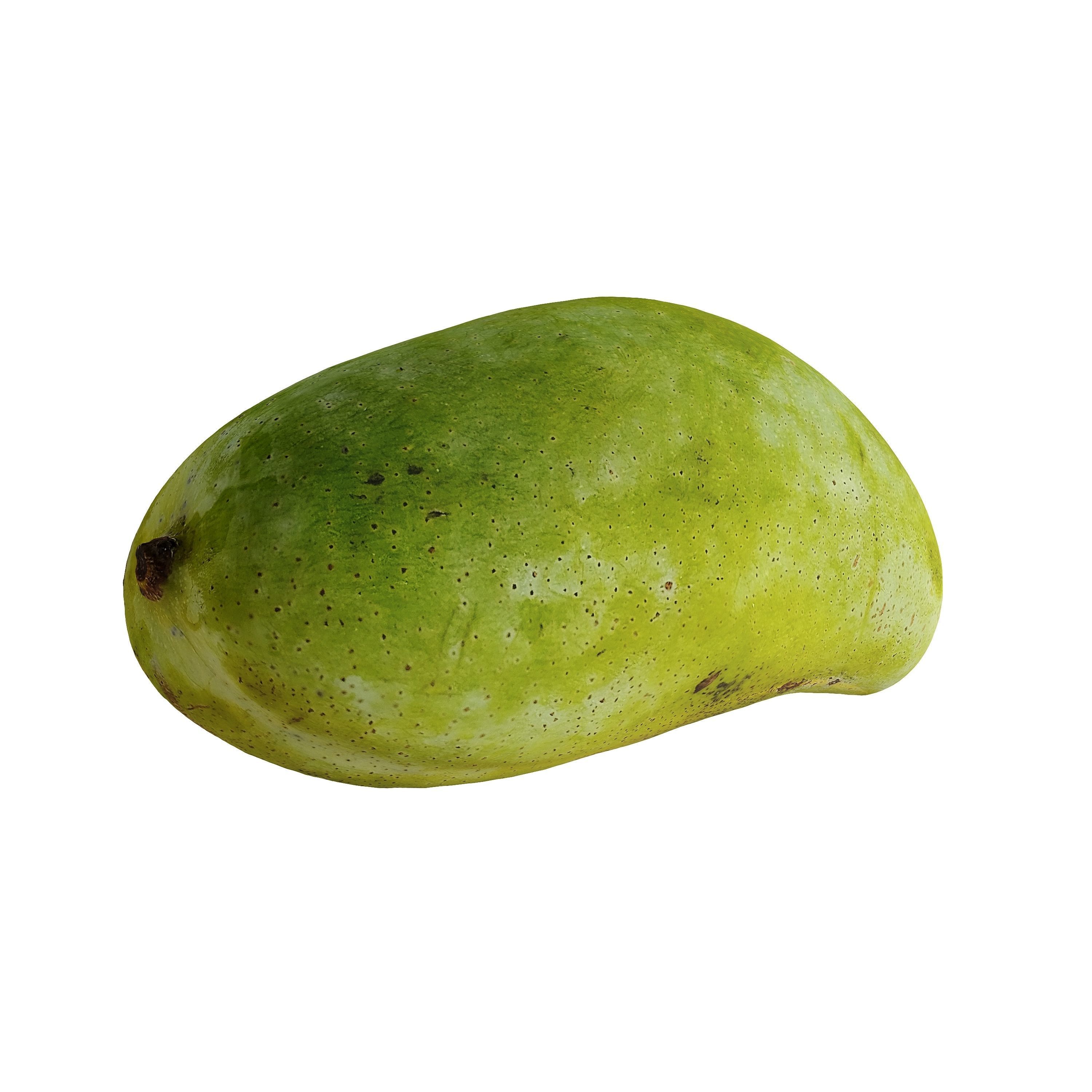 Mango - Mangifera indica L 3D model | CGTrader
