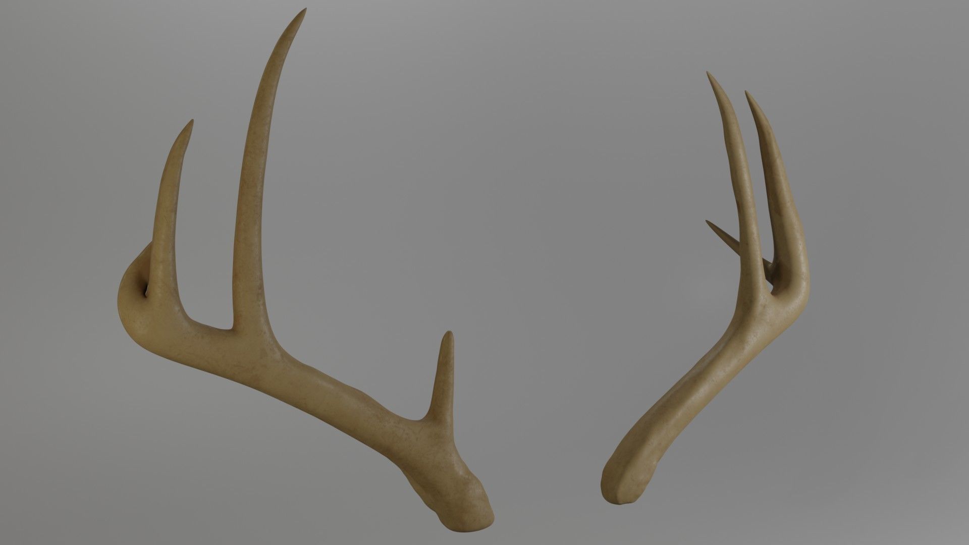 Deer antlers 3d Model 3D model | CGTrader