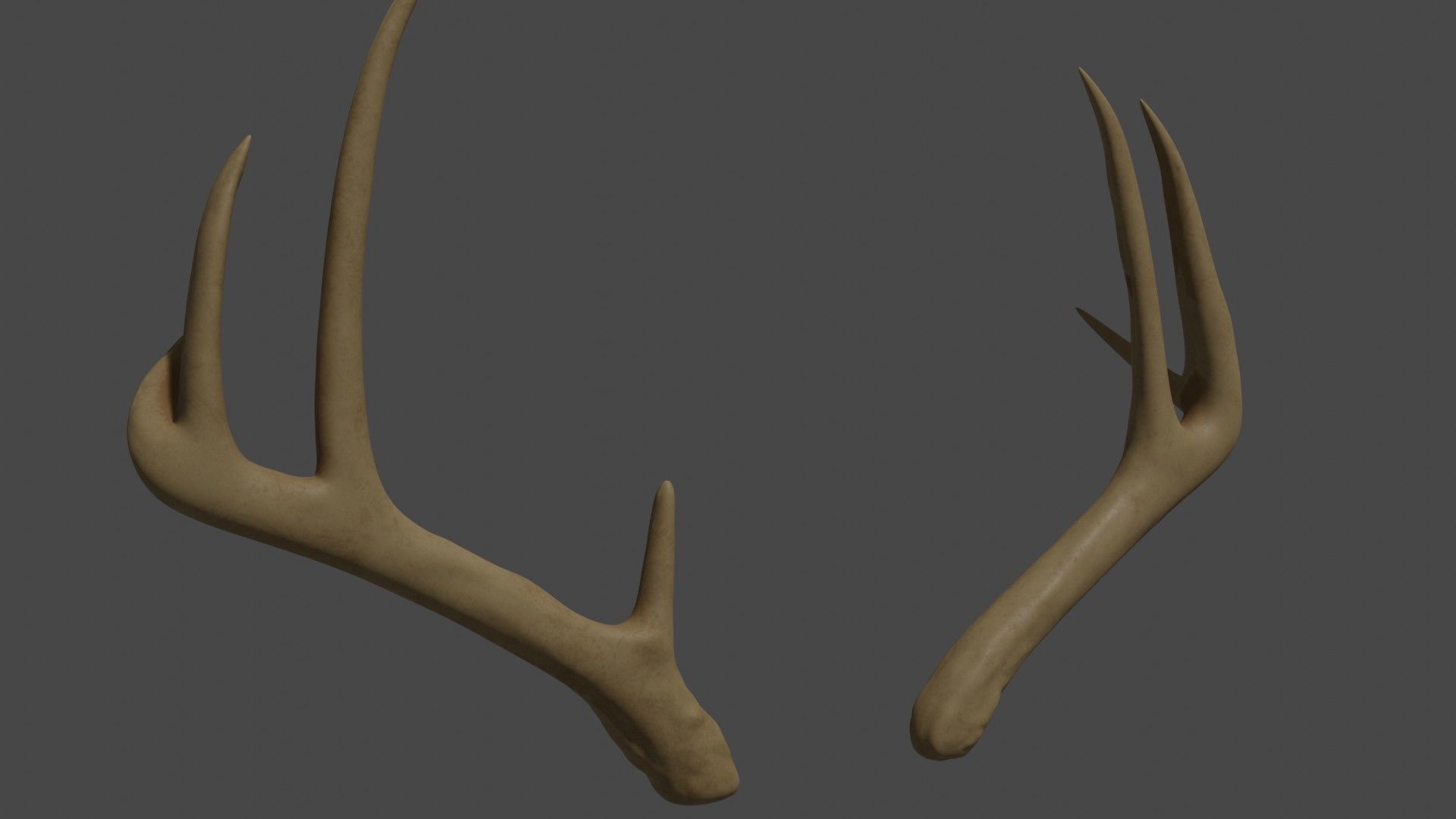 Deer antlers 3d Model 3D model | CGTrader