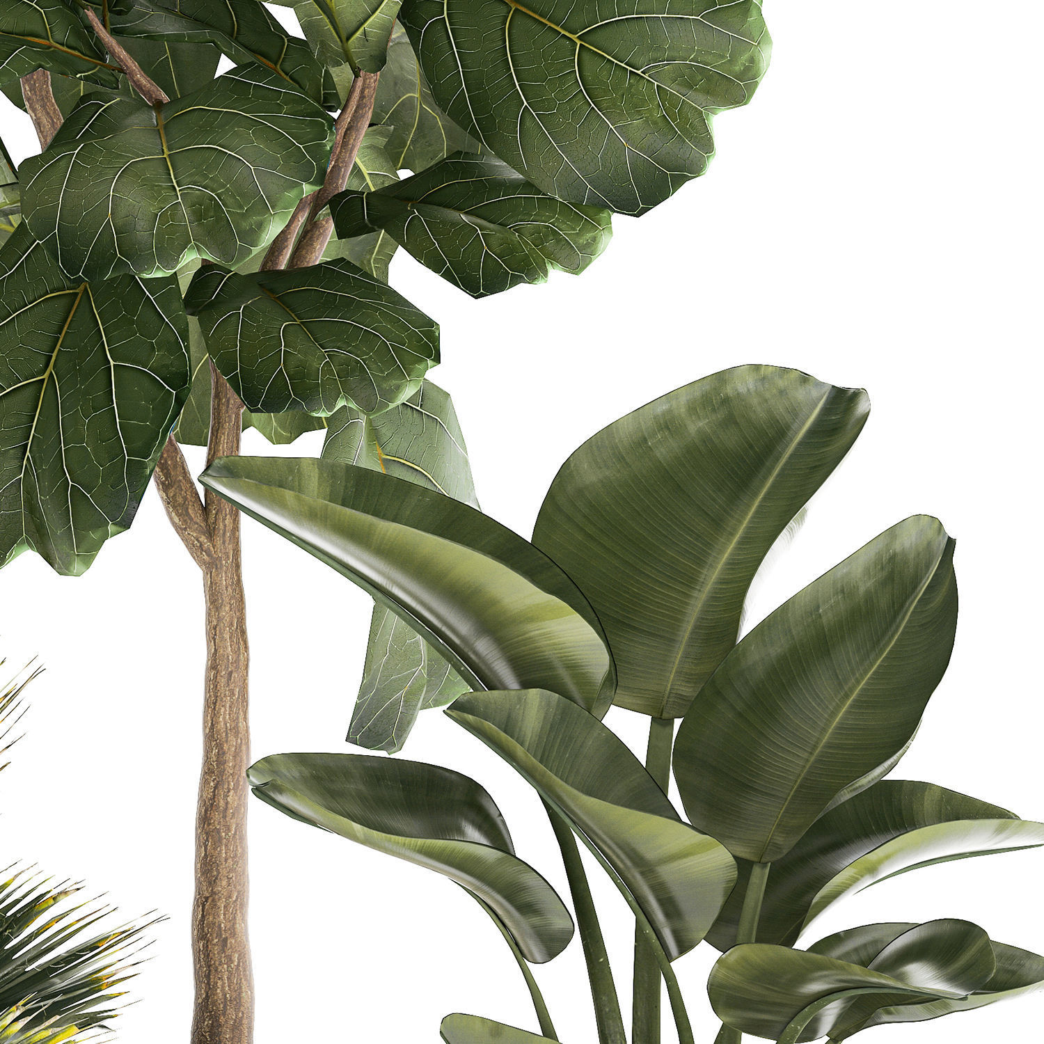 Beautiful plant Strelitzia Ficus palm trees in pots 1299 3D model ...