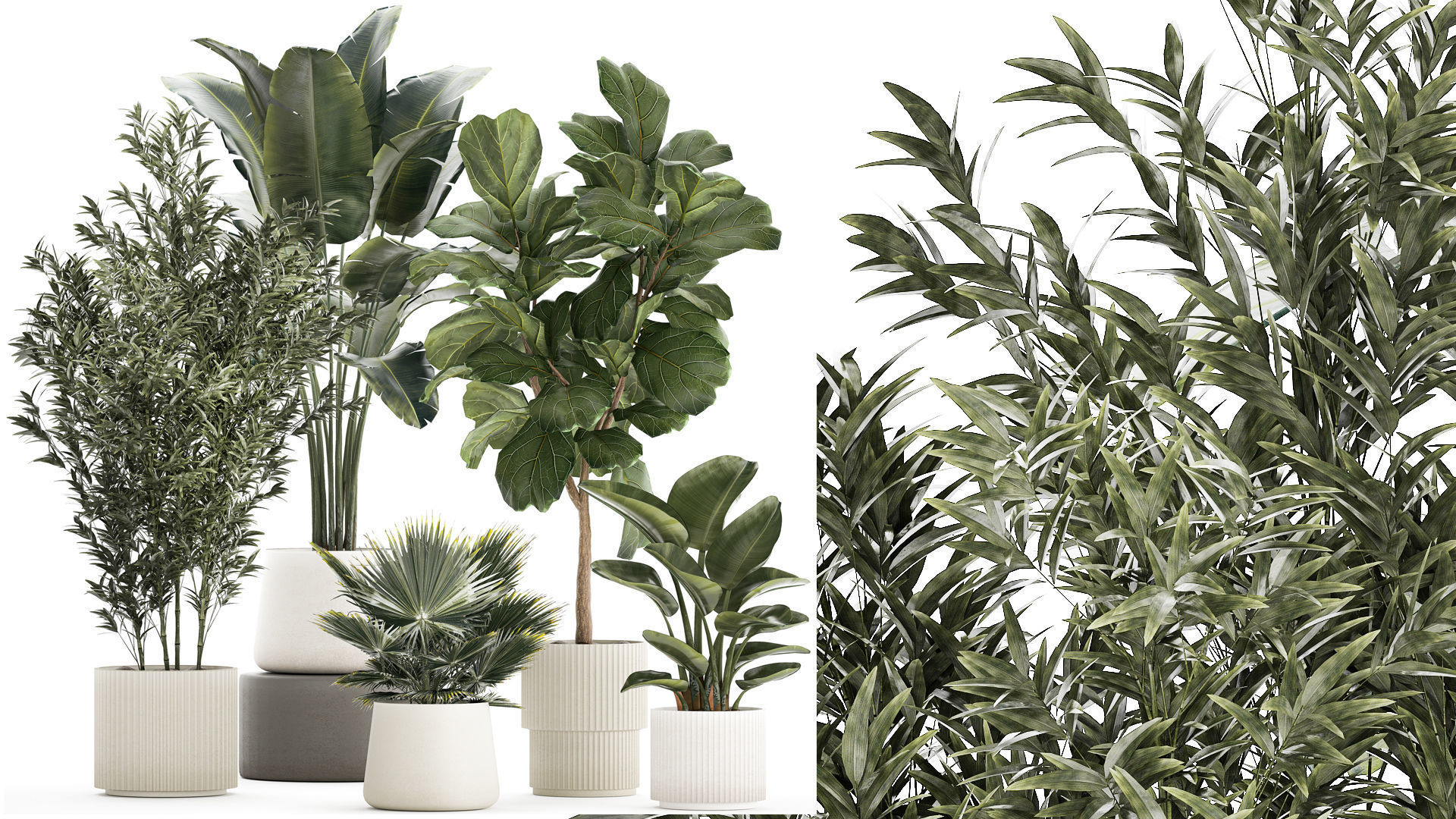 Beautiful plant Strelitzia Ficus palm trees in pots 1299 3D model ...