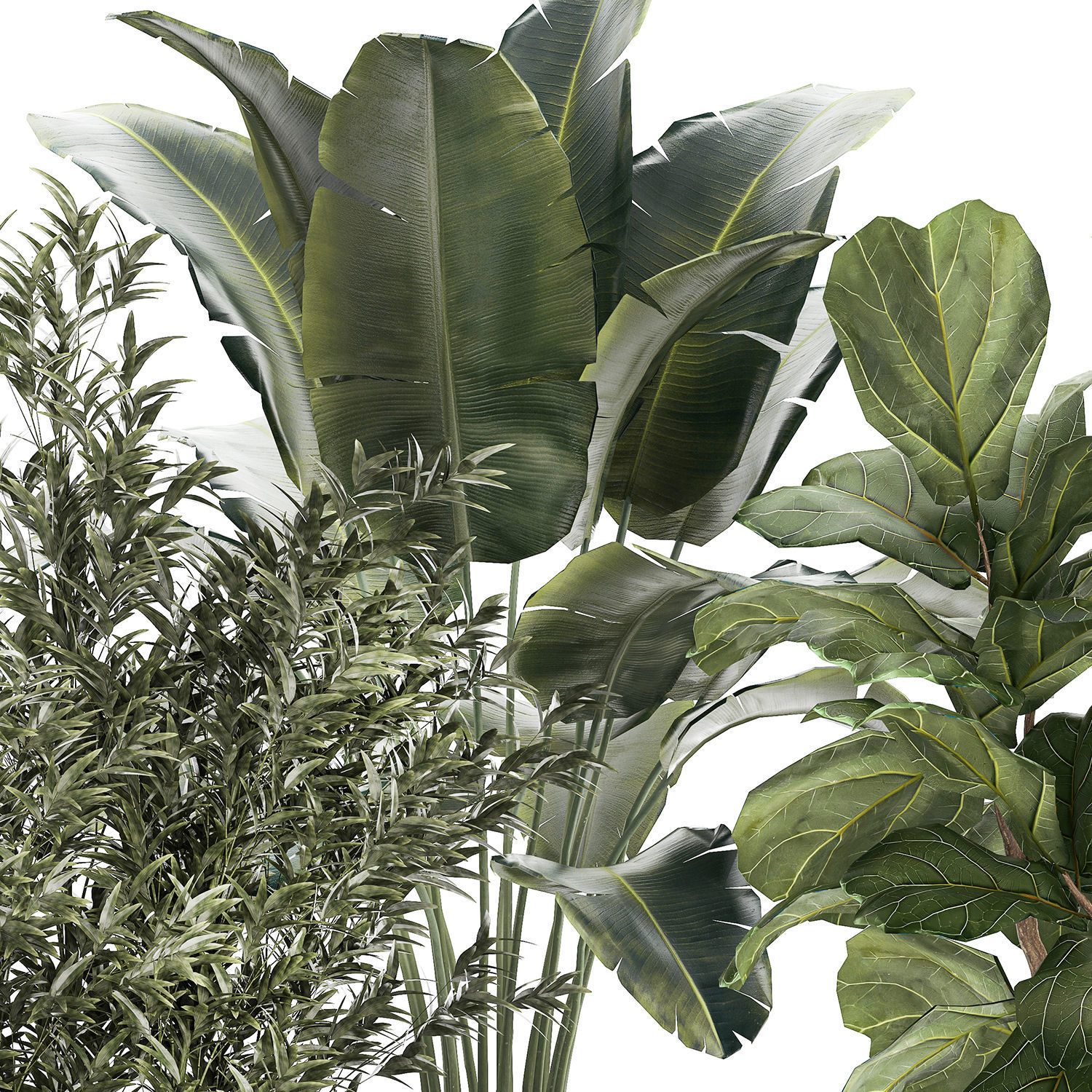 Beautiful plant Strelitzia Ficus palm trees in pots 1299 3D model ...