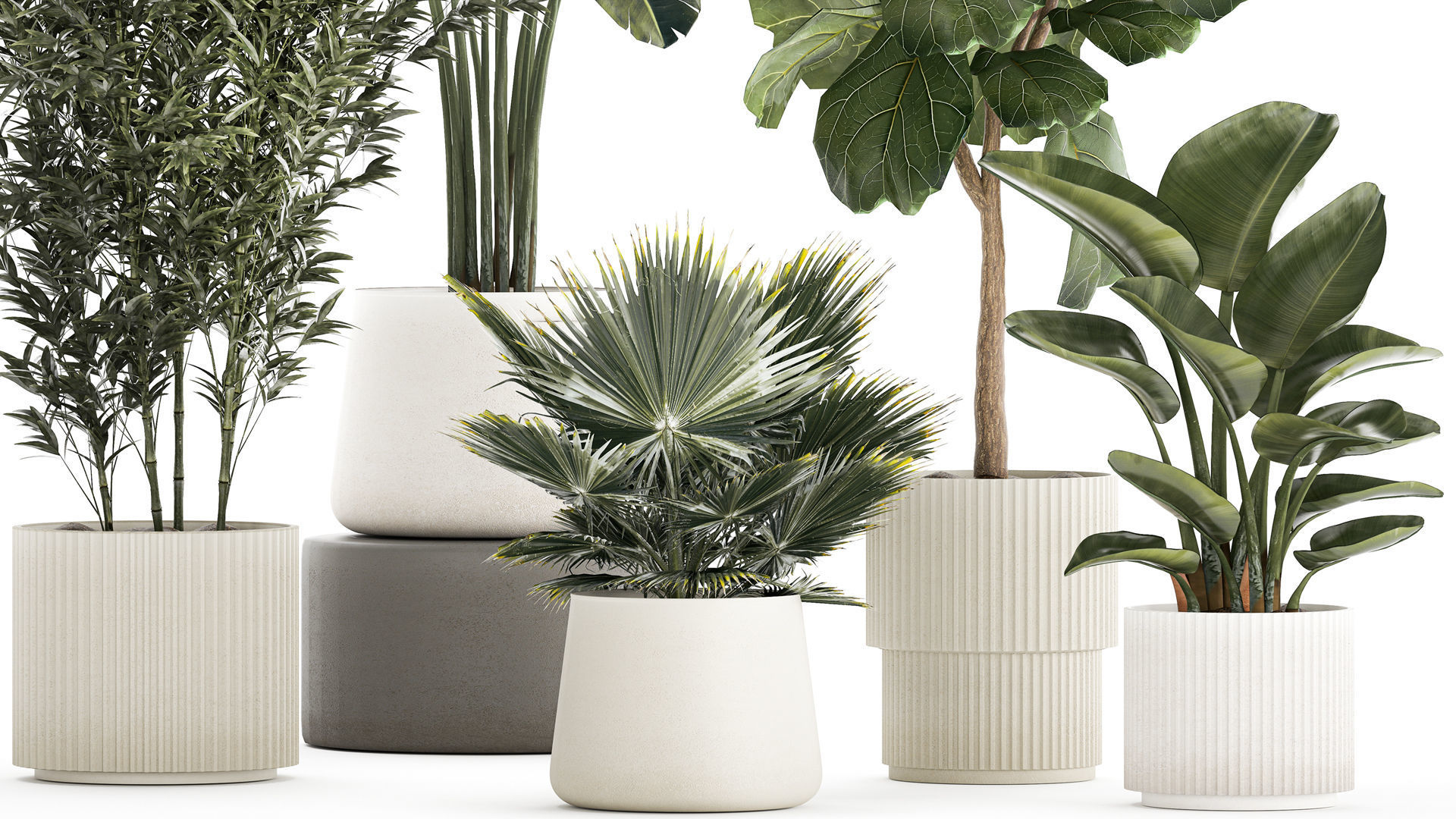 Beautiful plant Strelitzia Ficus palm trees in pots 1299 3D model ...