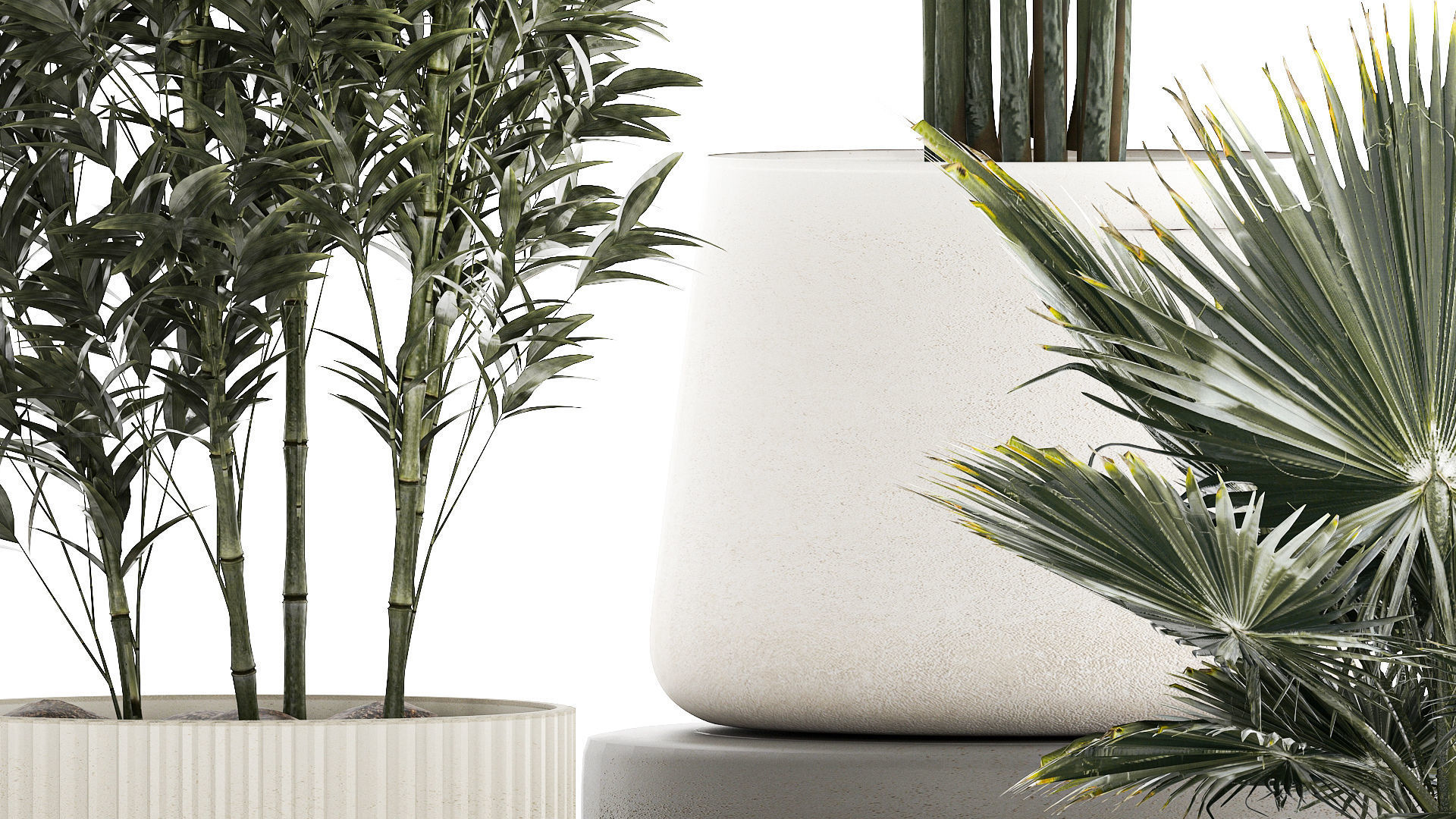 Beautiful plant Strelitzia Ficus palm trees in pots 1299 3D model ...