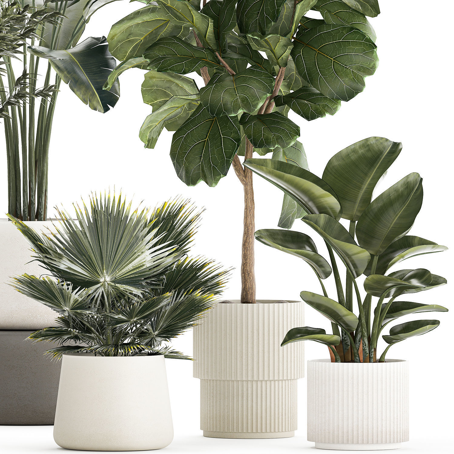 Beautiful plant Strelitzia Ficus palm trees in pots 1299 3D model ...