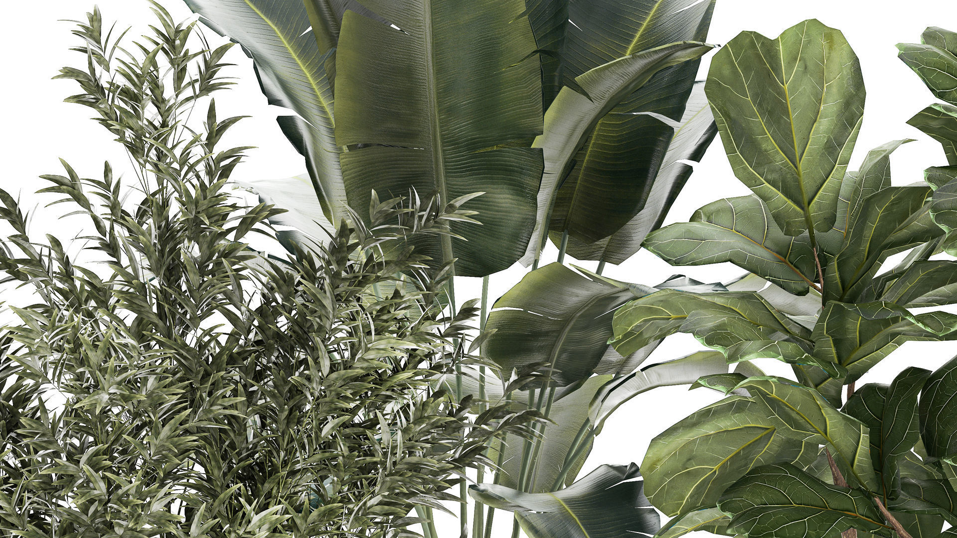 Beautiful plant Strelitzia Ficus palm trees in pots 1299 3D model ...