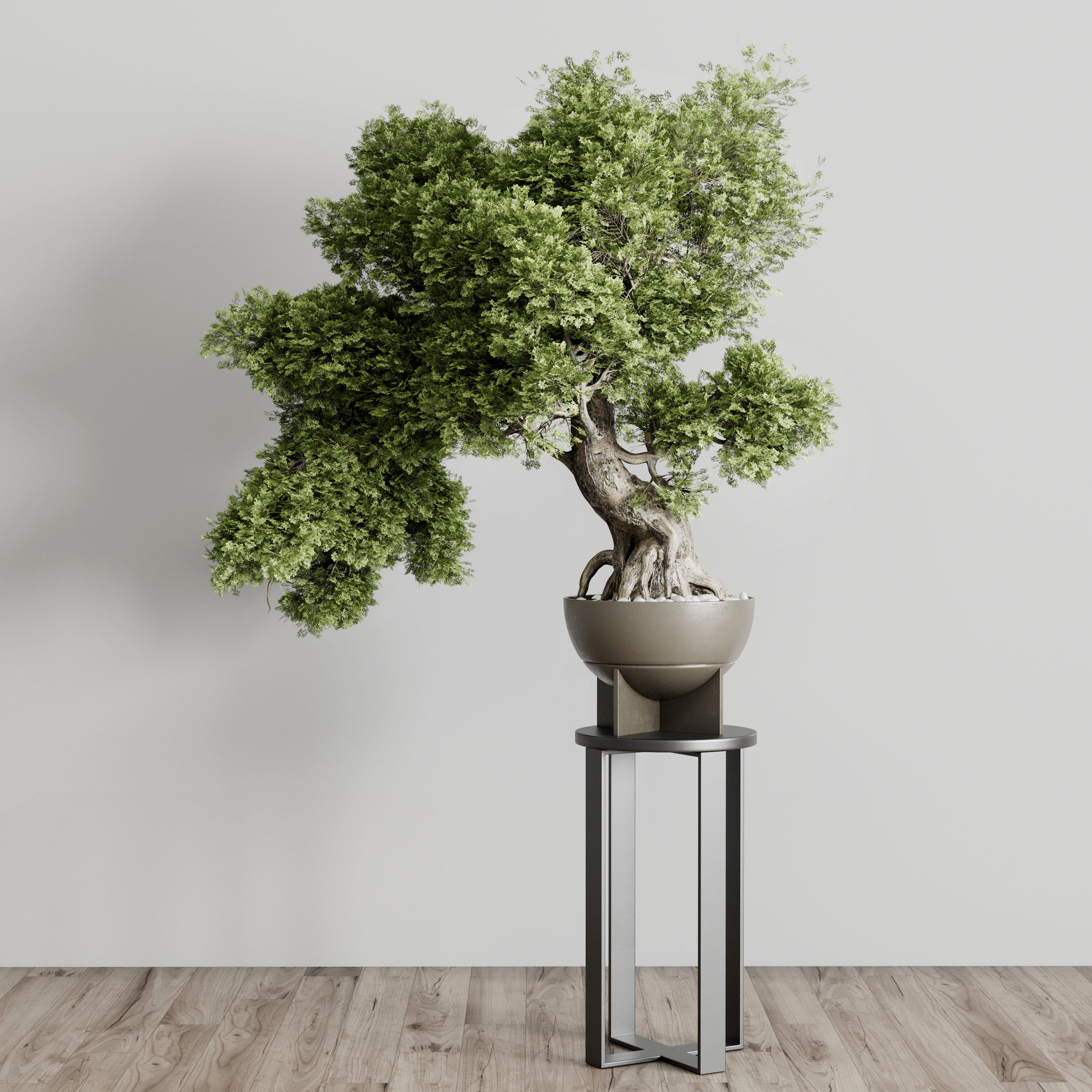 3D model Bonasi Tree in a concrete vase set indoor plant 391 VR / AR ...