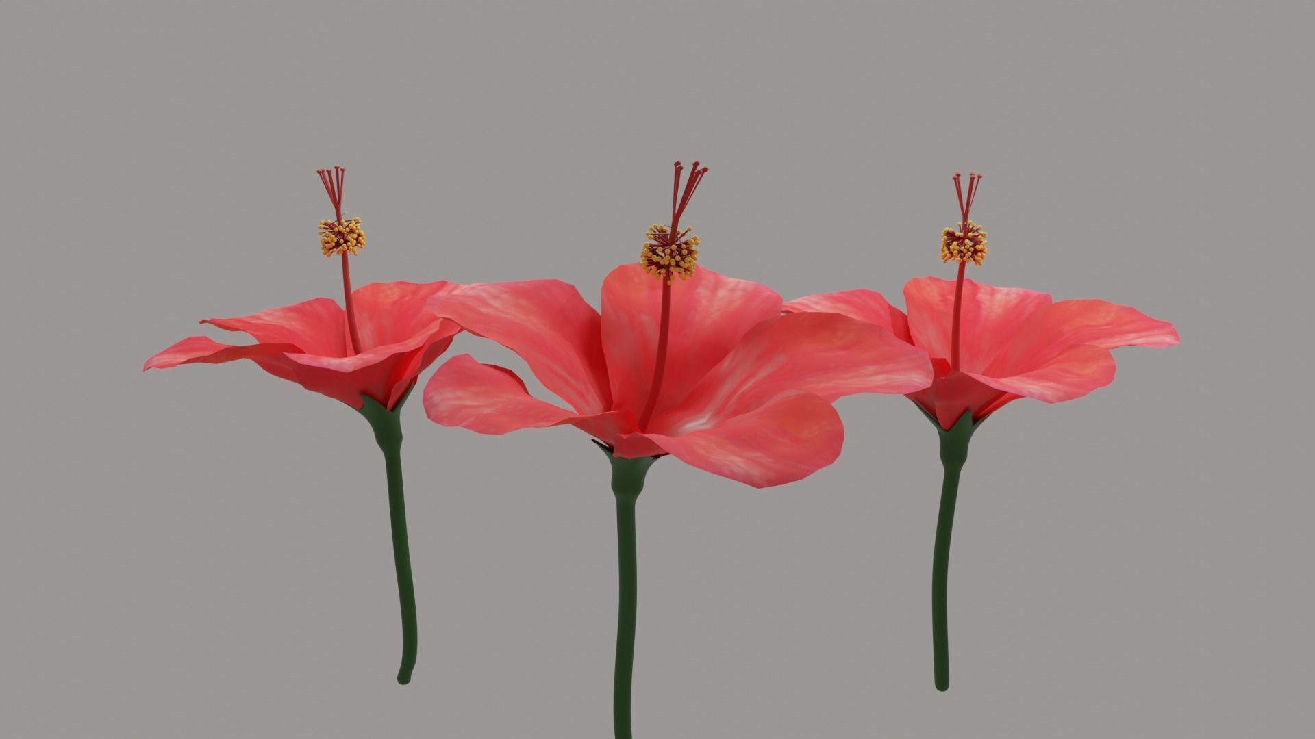 Hibiscus Textured 3D model | CGTrader