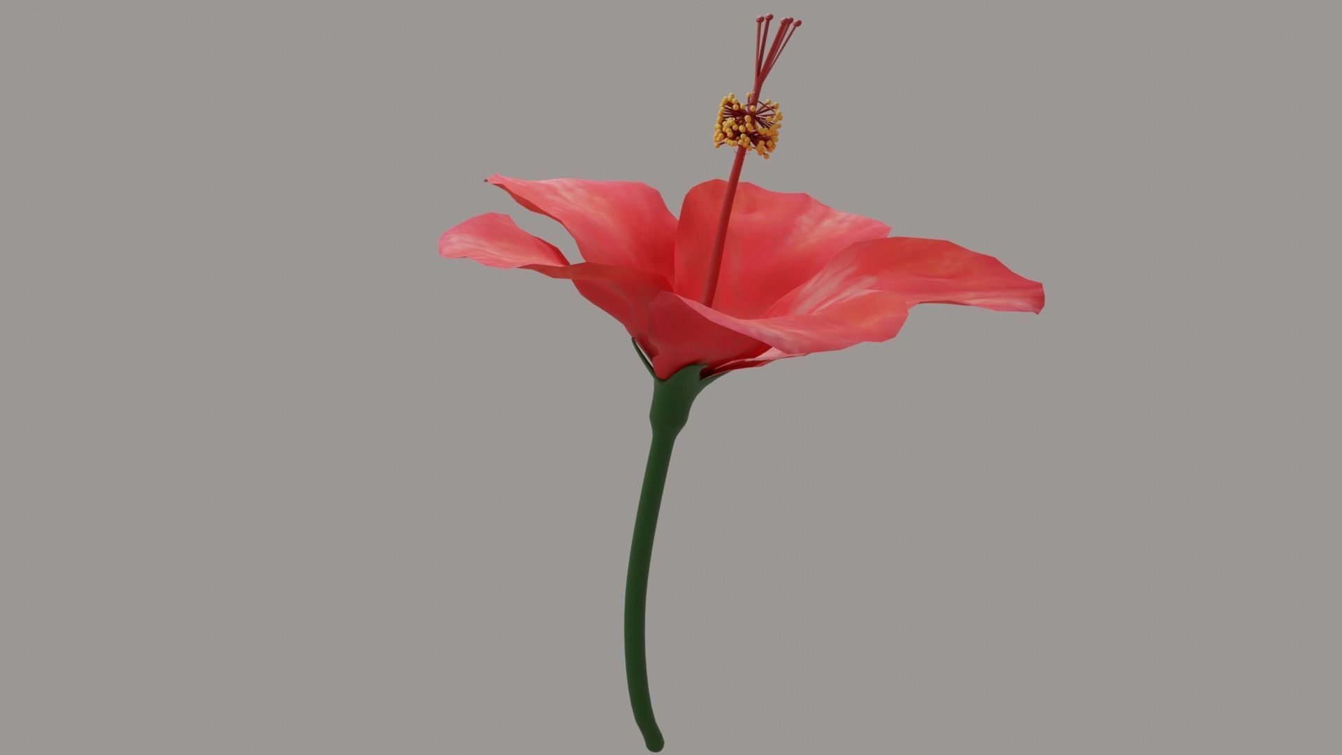 Hibiscus Textured 3D model | CGTrader