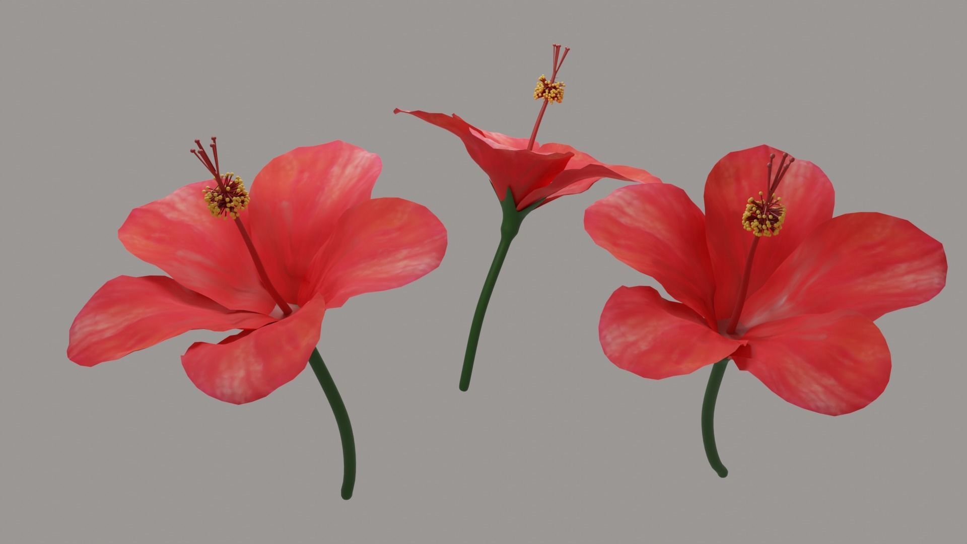 Hibiscus Textured 3D model | CGTrader