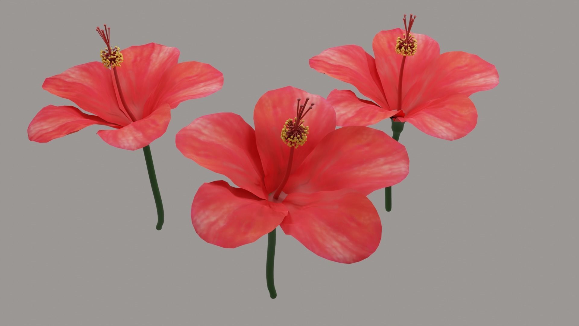 Hibiscus Textured 3D model | CGTrader