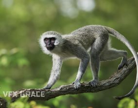 Monkey 3D Models | CGTrader
