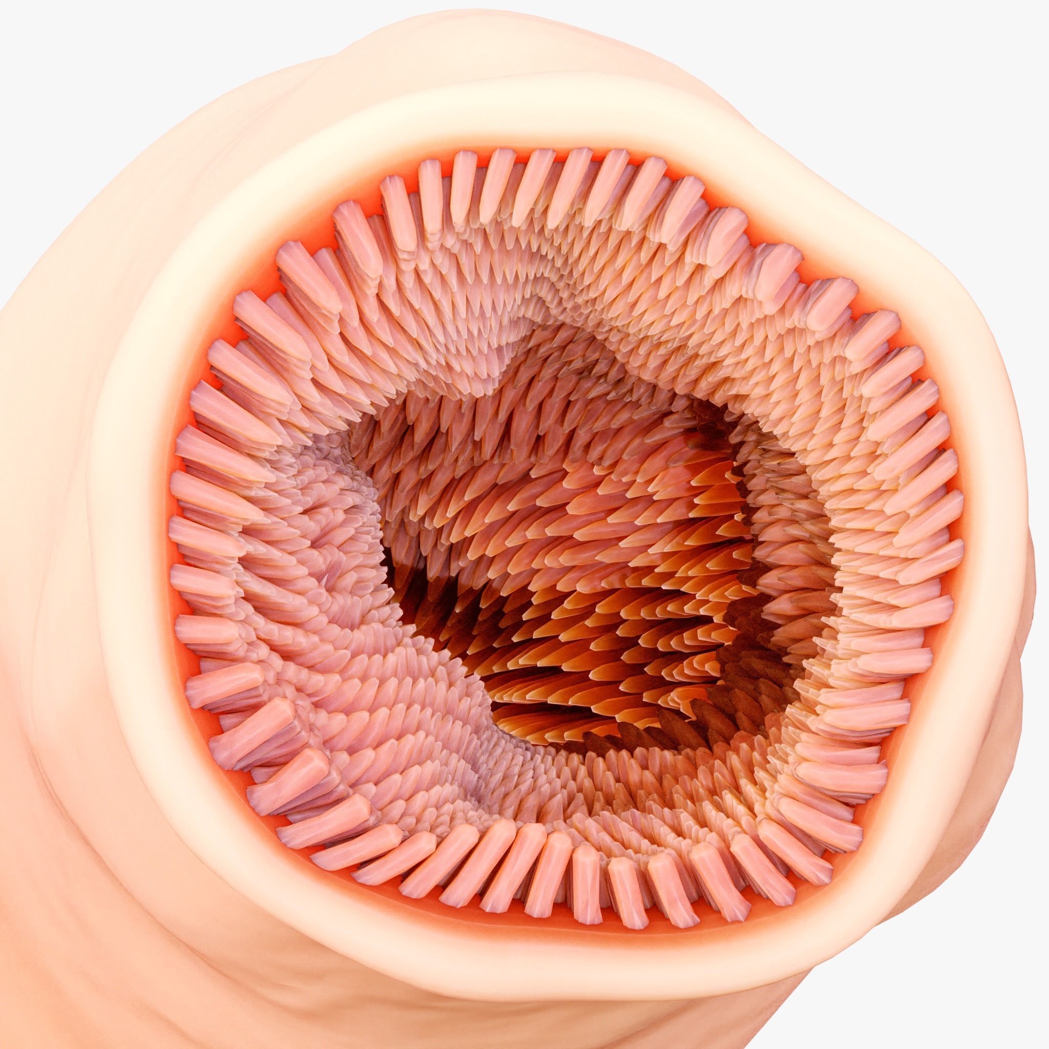 Intestinal Microvilli Anatomy 3D model | CGTrader