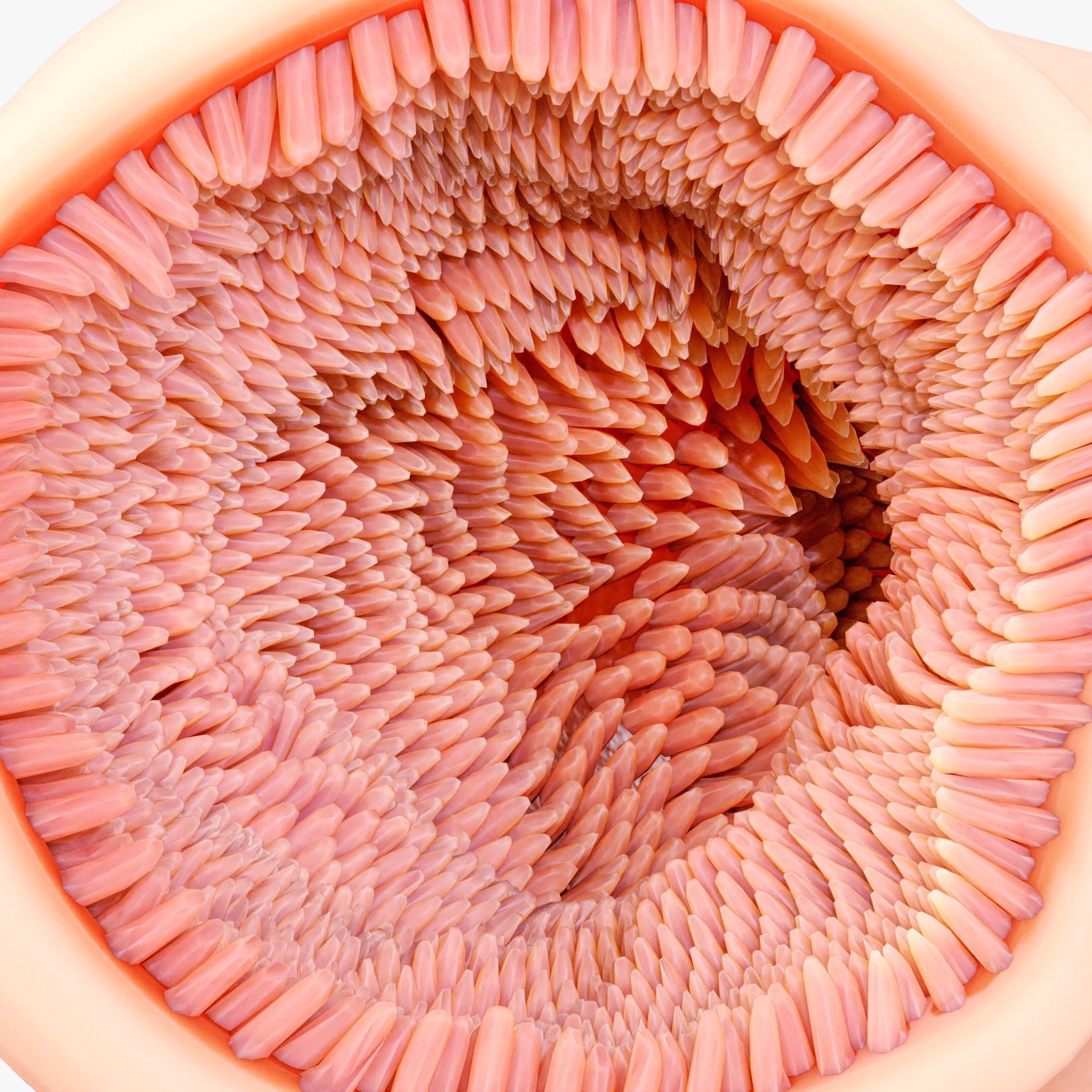 Intestinal Microvilli Anatomy 3D model | CGTrader