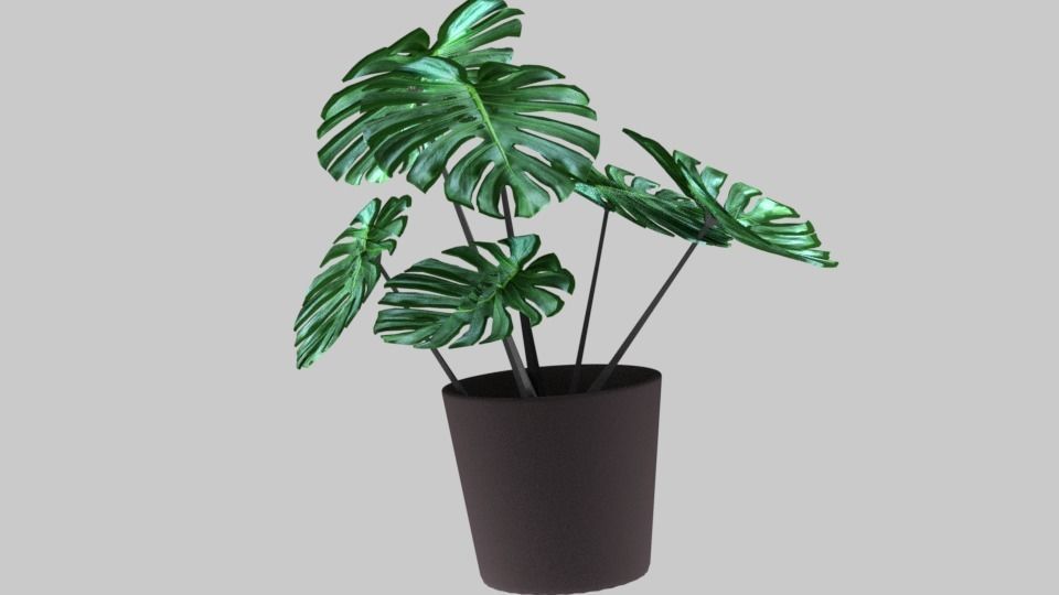 3d model of Monstera Deliciosa plant 3D model | CGTrader