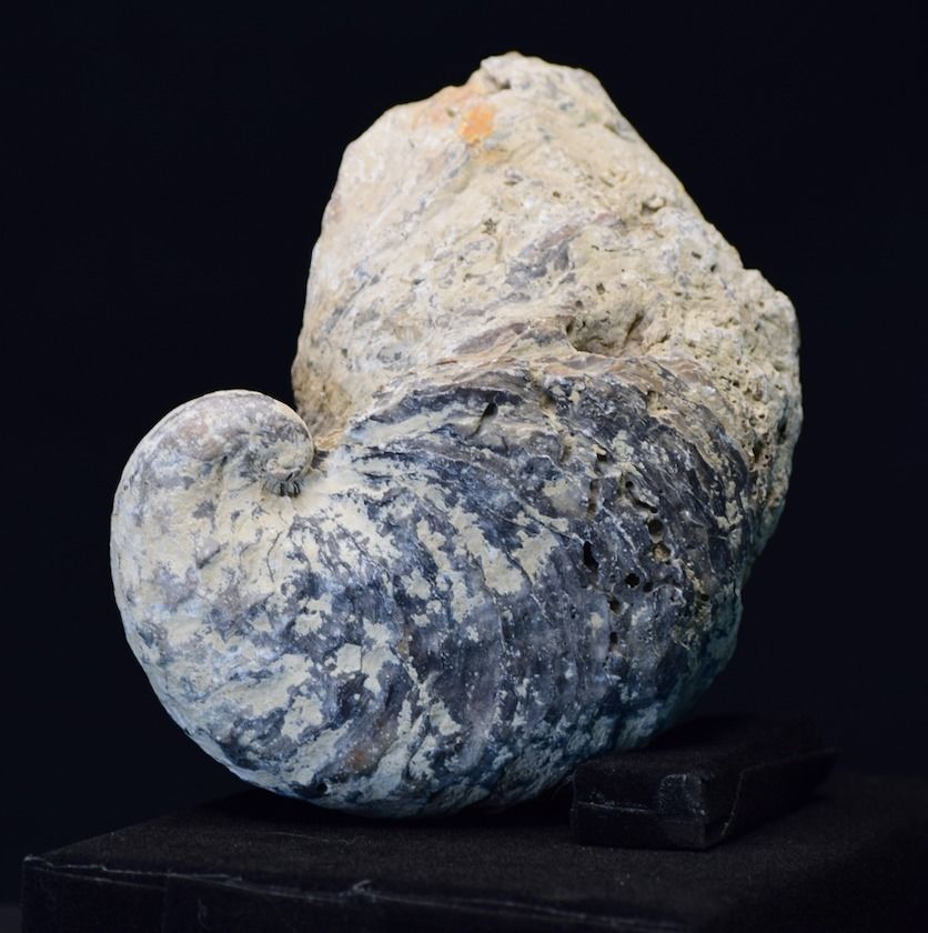 Exogyra Ponderosa Clam Fossil 3D model 3D printable | CGTrader