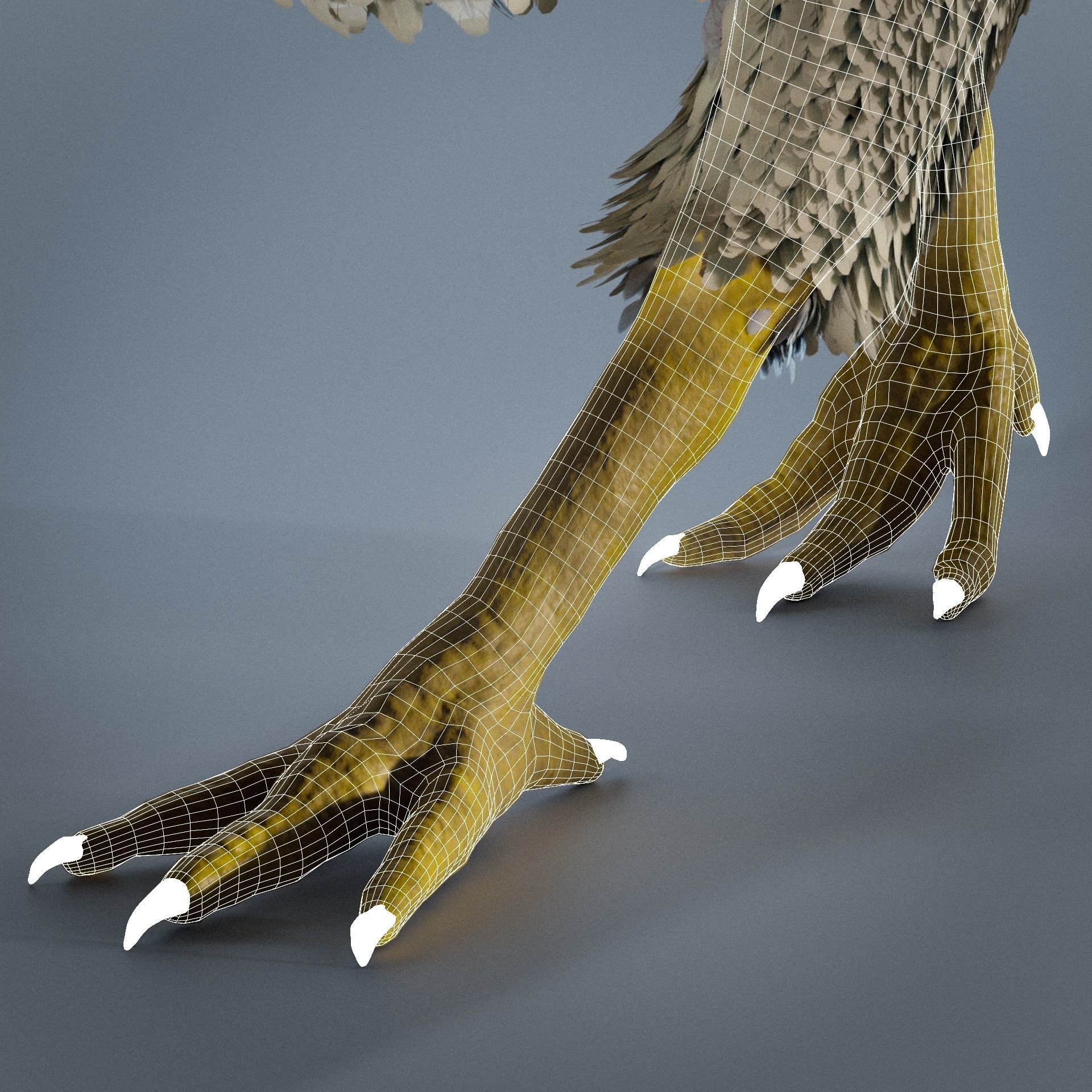 Dodo Animated 3D model animated rigged | CGTrader