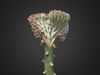 Coral Cactus Plant Scan 3D model | CGTrader