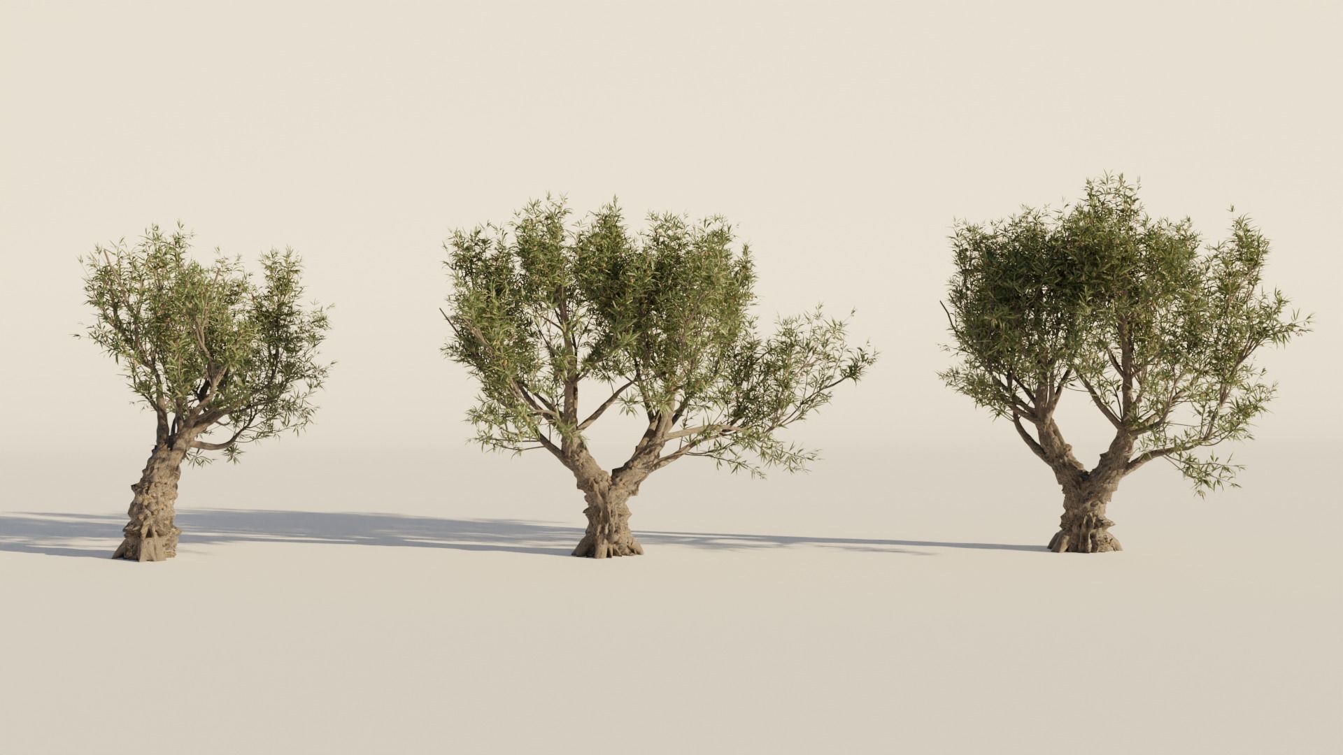 Set of realistic Olive Trees - 3 Trees - Blender 3D model | CGTrader
