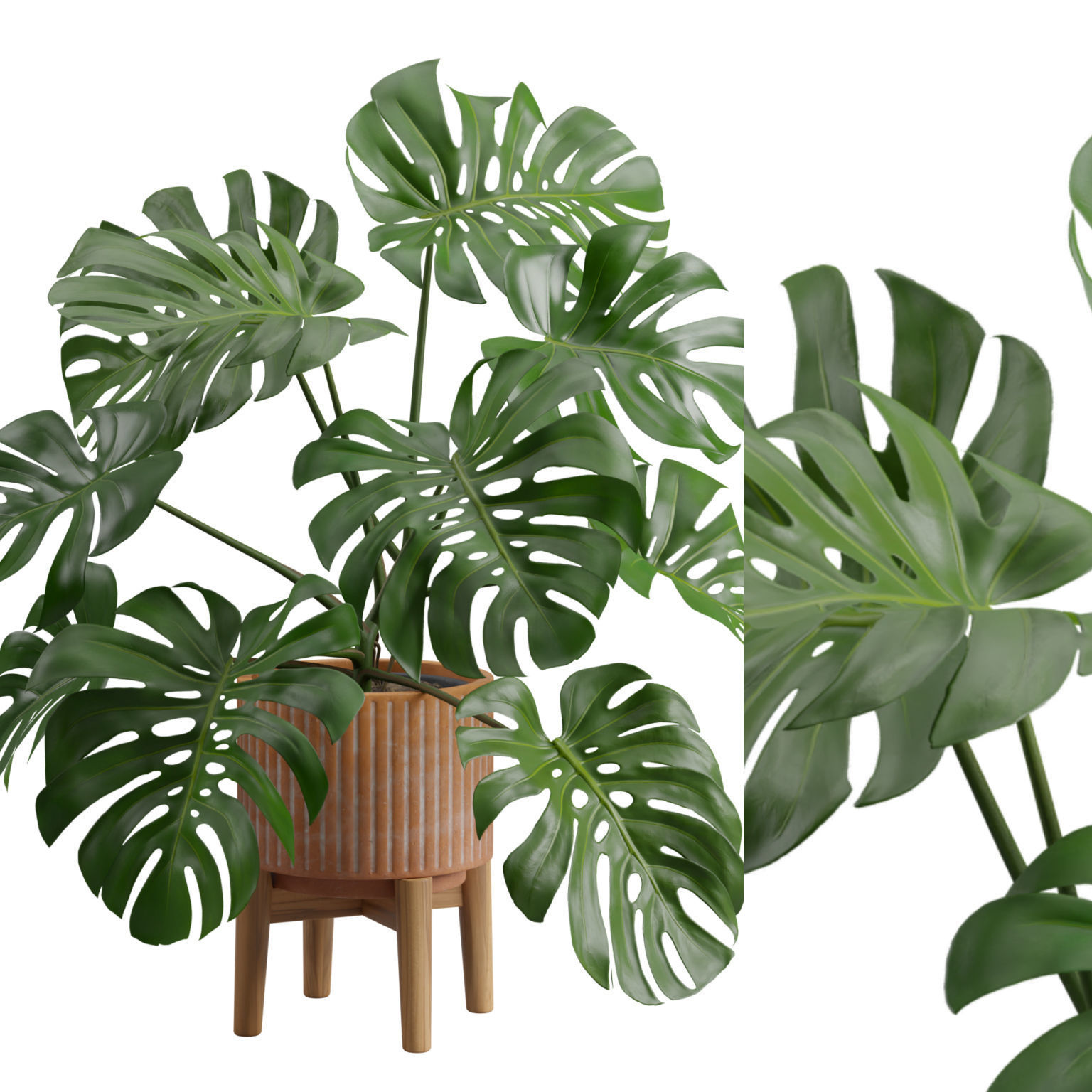 Stand Pot Plant Monstera Deliciosa 3D model | CGTrader
