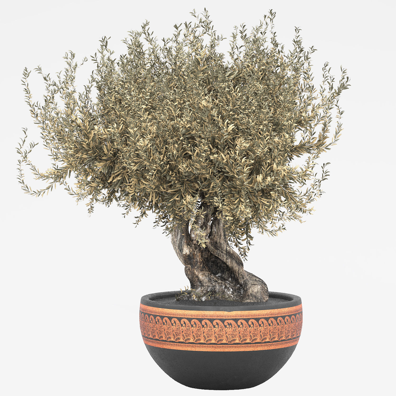 olive tree in pot 3D model | CGTrader
