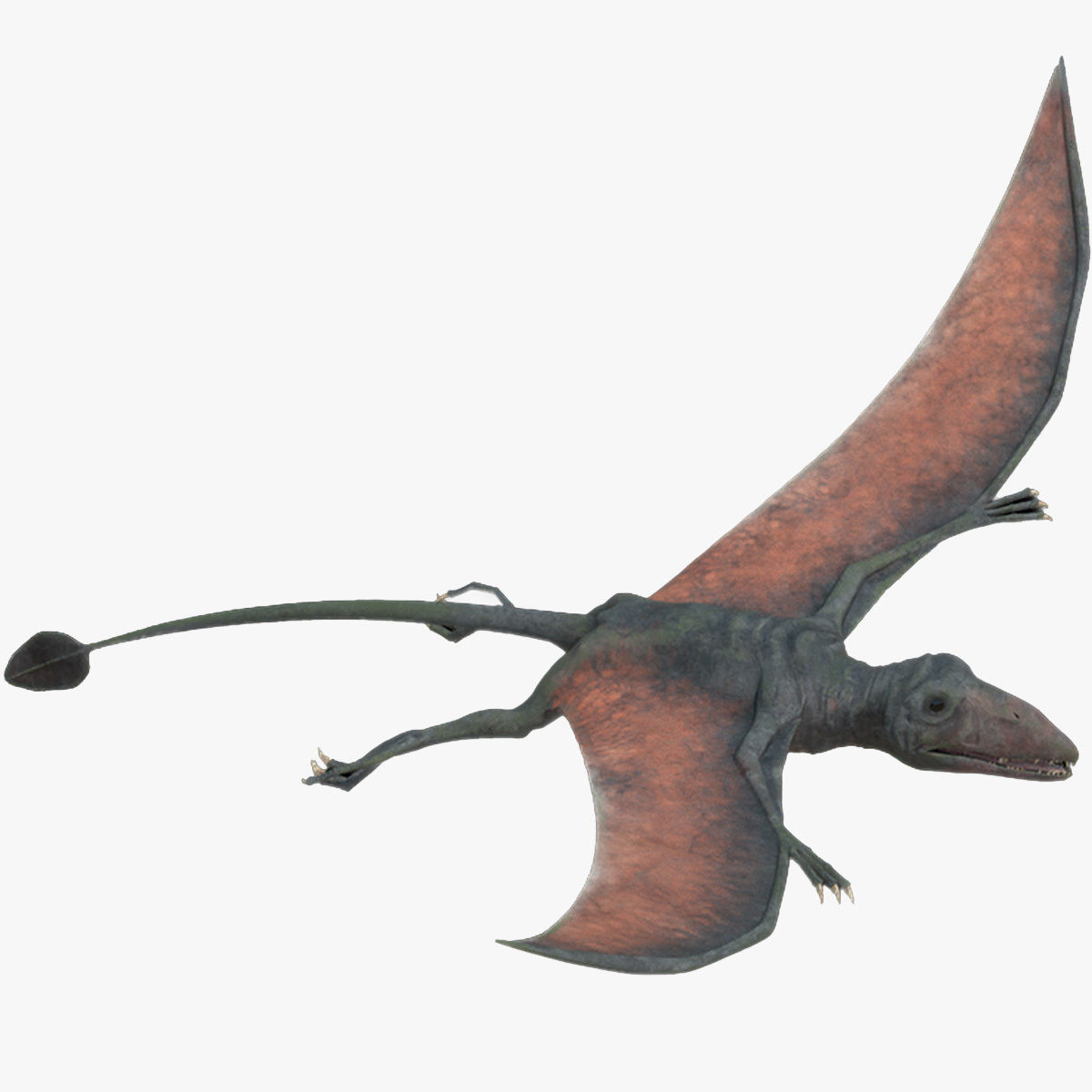 4K Eudimorphodon 3D model animated | CGTrader
