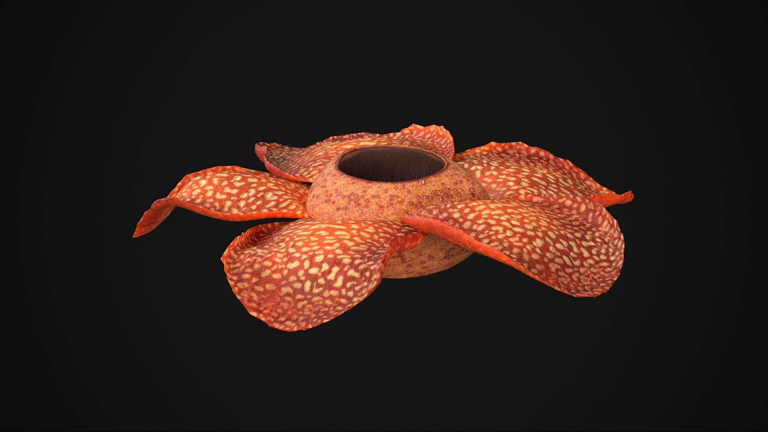3D model Rafflesia - Grass VR / AR / low-poly | CGTrader