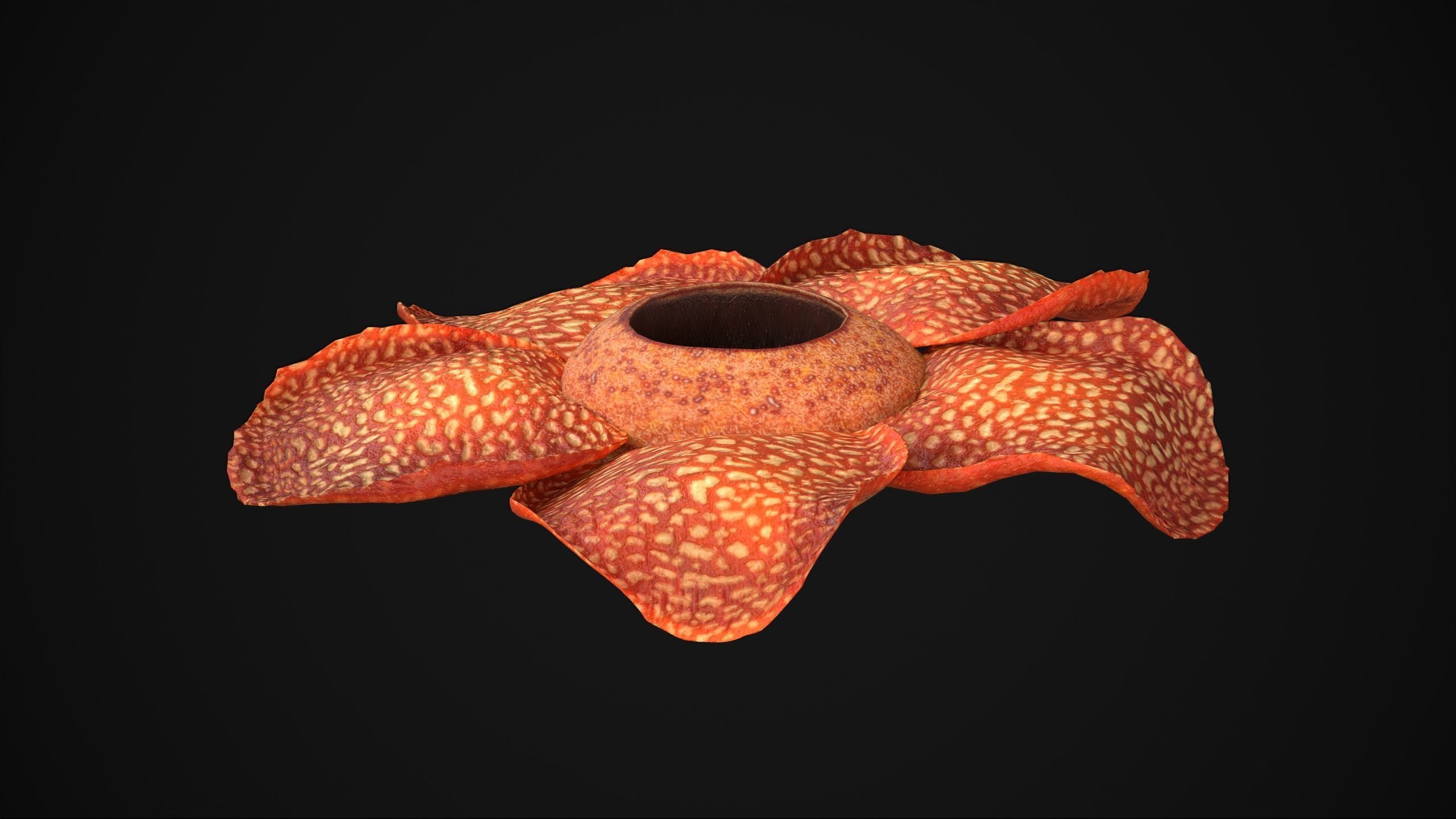 3D model Rafflesia - Grass VR / AR / low-poly | CGTrader