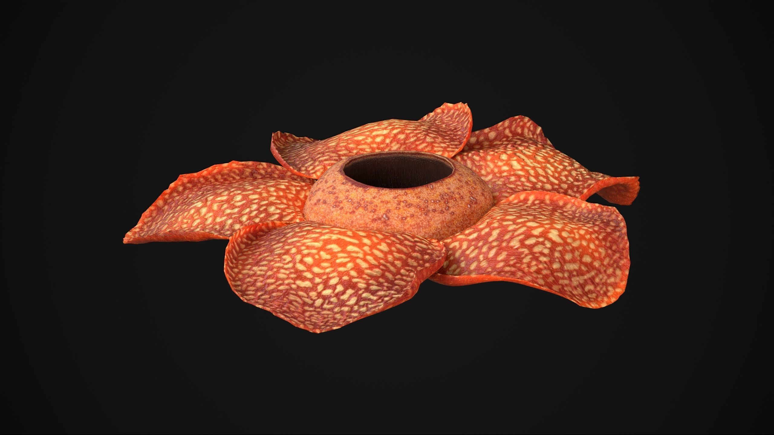 3D model Rafflesia - Grass VR / AR / low-poly | CGTrader