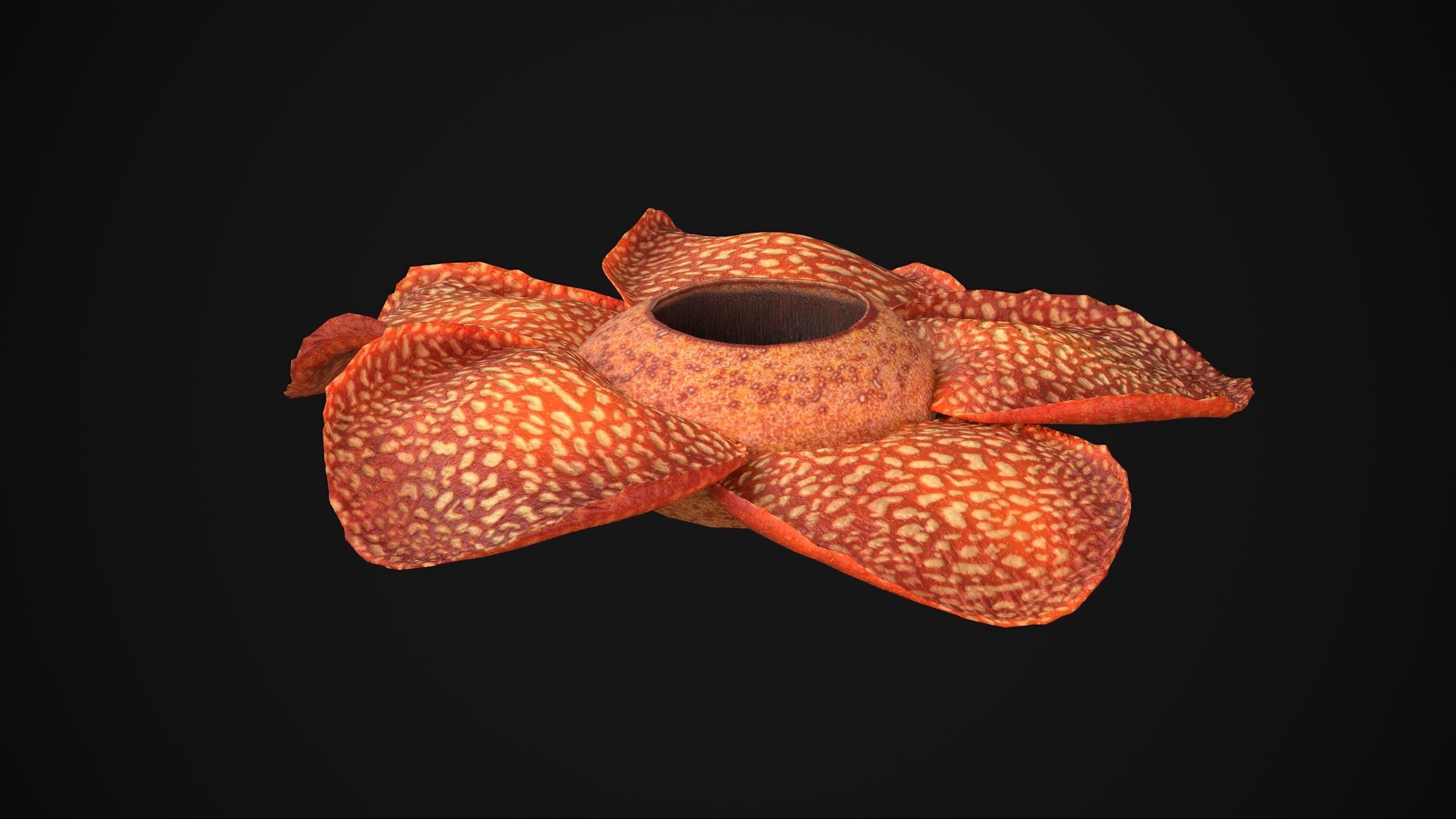 3D model Rafflesia - Grass VR / AR / low-poly | CGTrader