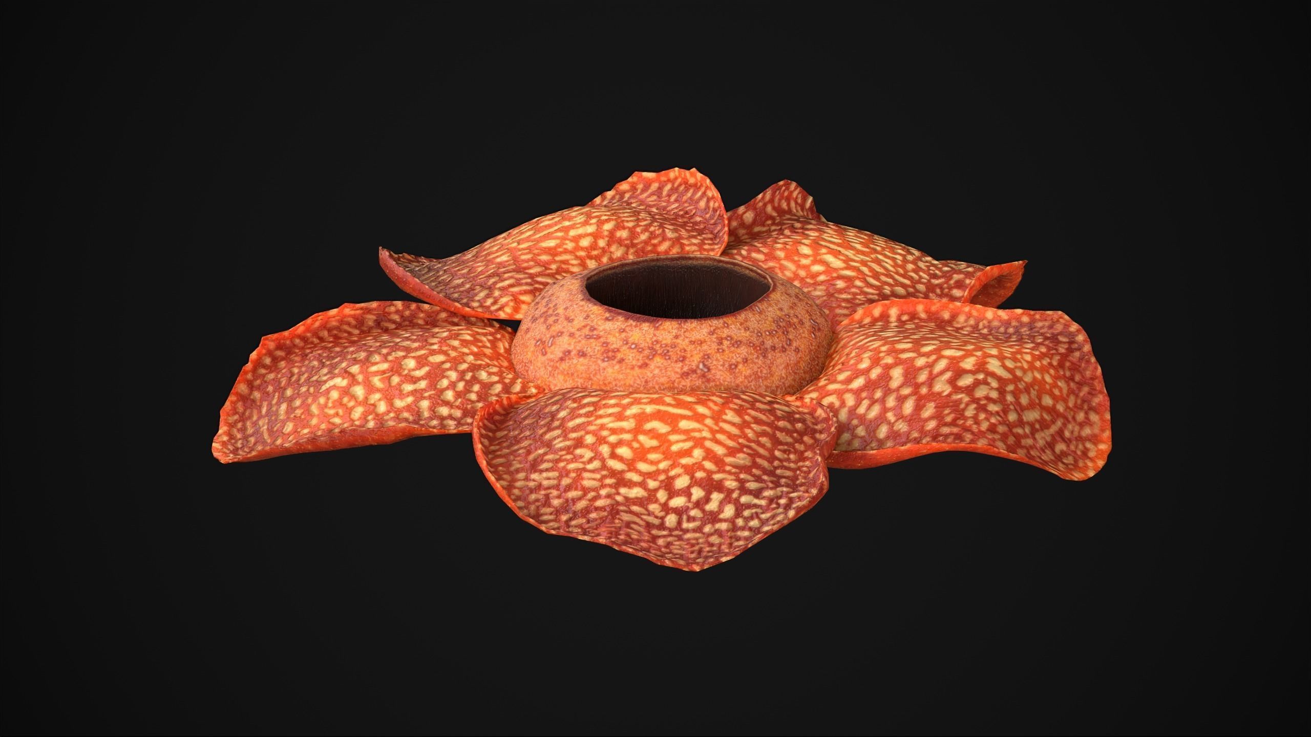3D model Rafflesia - Grass VR / AR / low-poly | CGTrader