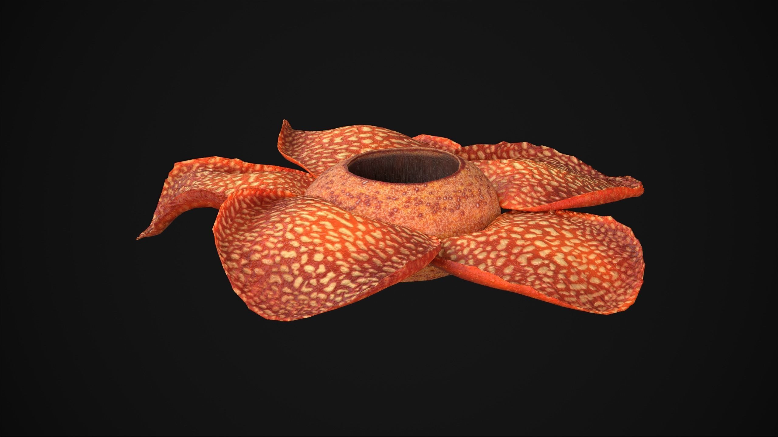 3D model Rafflesia - Grass VR / AR / low-poly | CGTrader