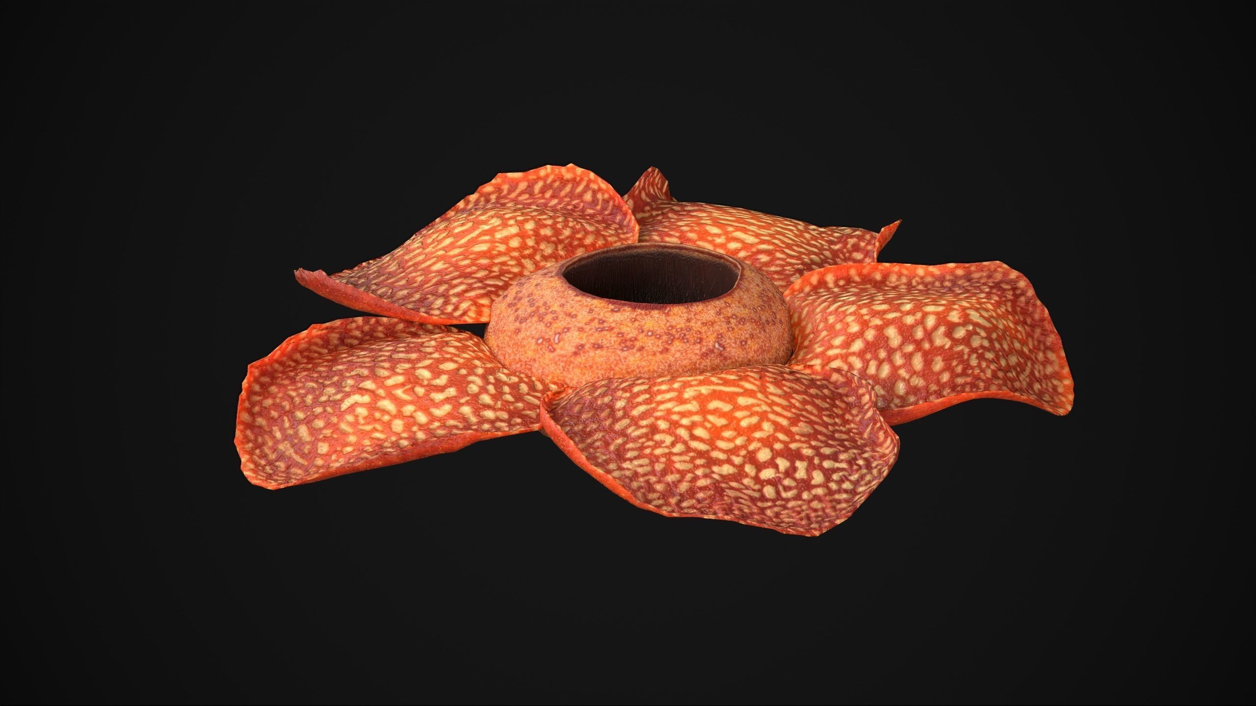 3D model Rafflesia - Grass VR / AR / low-poly | CGTrader