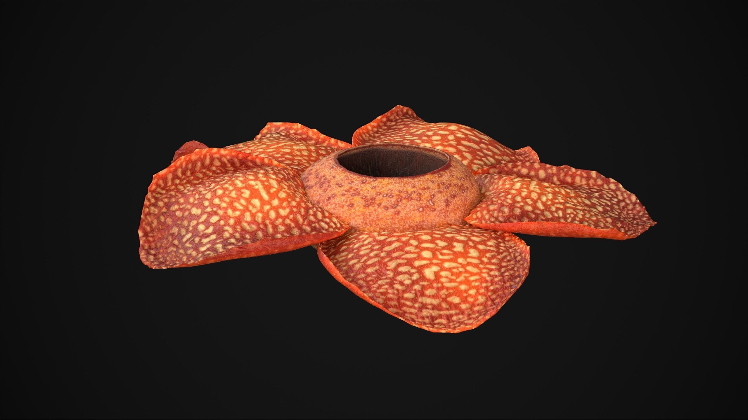 3D model Rafflesia - Grass VR / AR / low-poly | CGTrader
