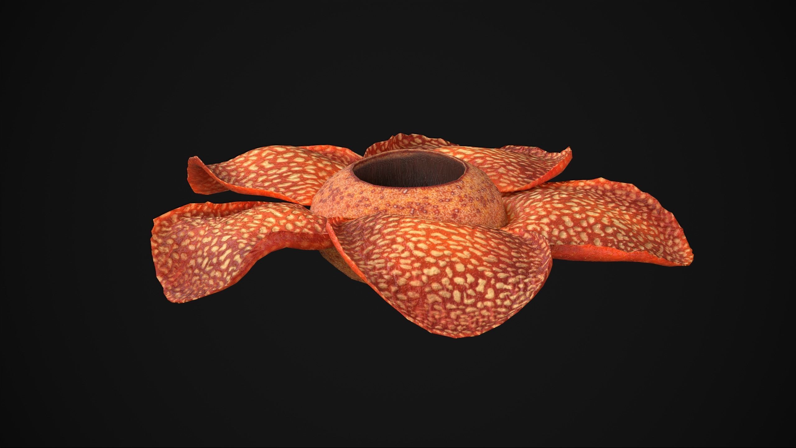 3D model Rafflesia - Grass VR / AR / low-poly | CGTrader