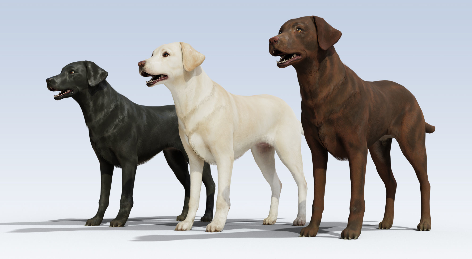 3D model Labrador Retriever pack Rigged VR / AR / low-poly | CGTrader