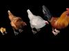 All Chickens 3D Design free 3D model | CGTrader