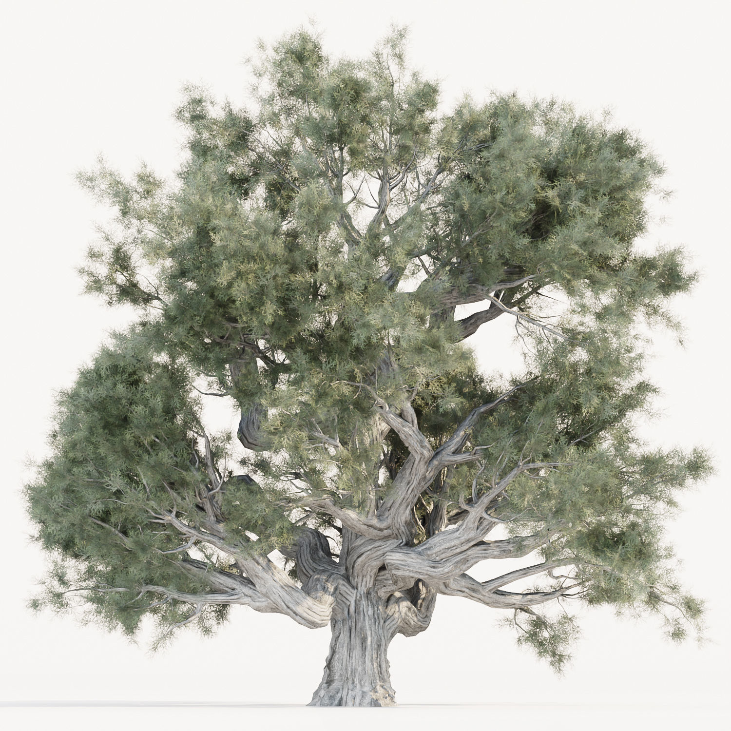 juniper trees collection vol 213 3D model | CGTrader