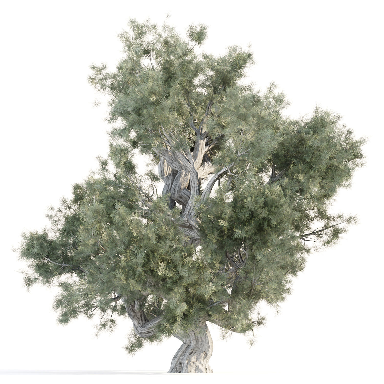 juniper trees collection vol 213 3D model | CGTrader