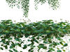 Hydrocotyle prolifera - Whorled marsh pennywort 02 3D model | CGTrader