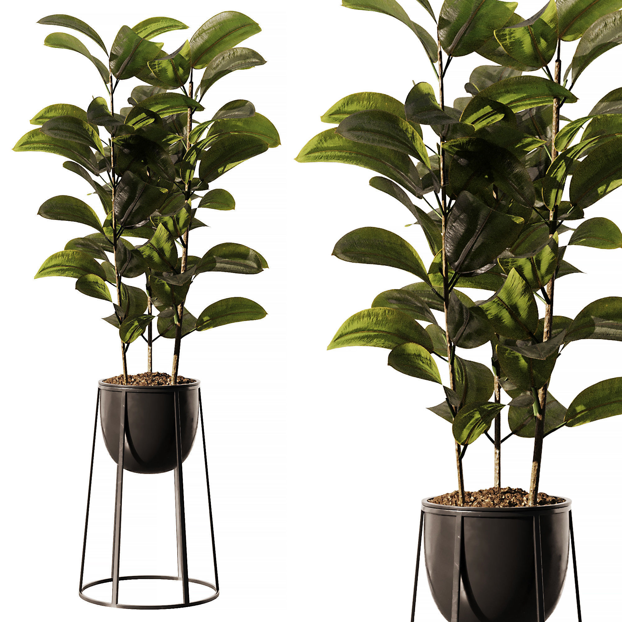 Indoor Plant SetV18 - Ficus Stand Pot 3D model | CGTrader