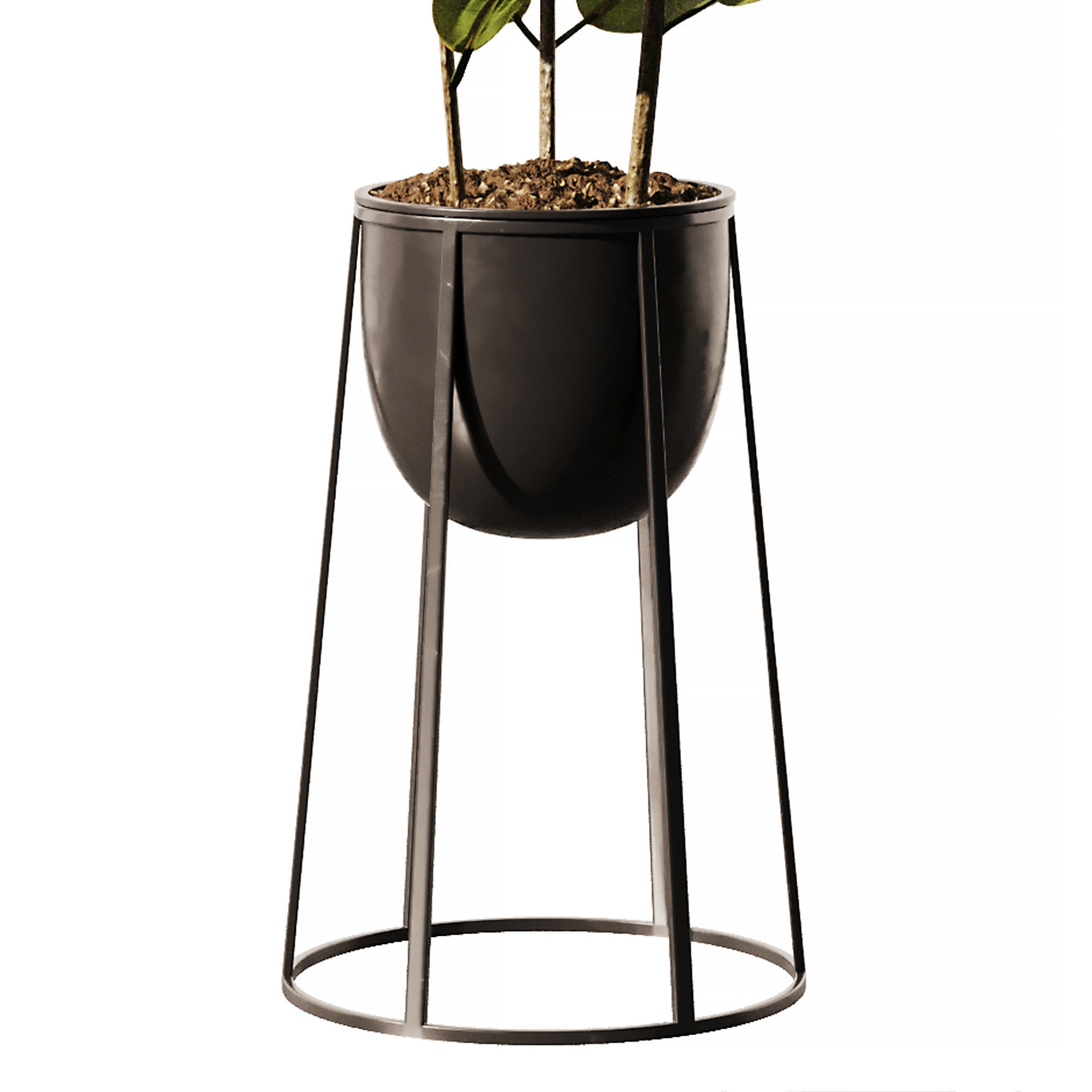 Indoor Plant SetV18 - Ficus Stand Pot 3D model | CGTrader