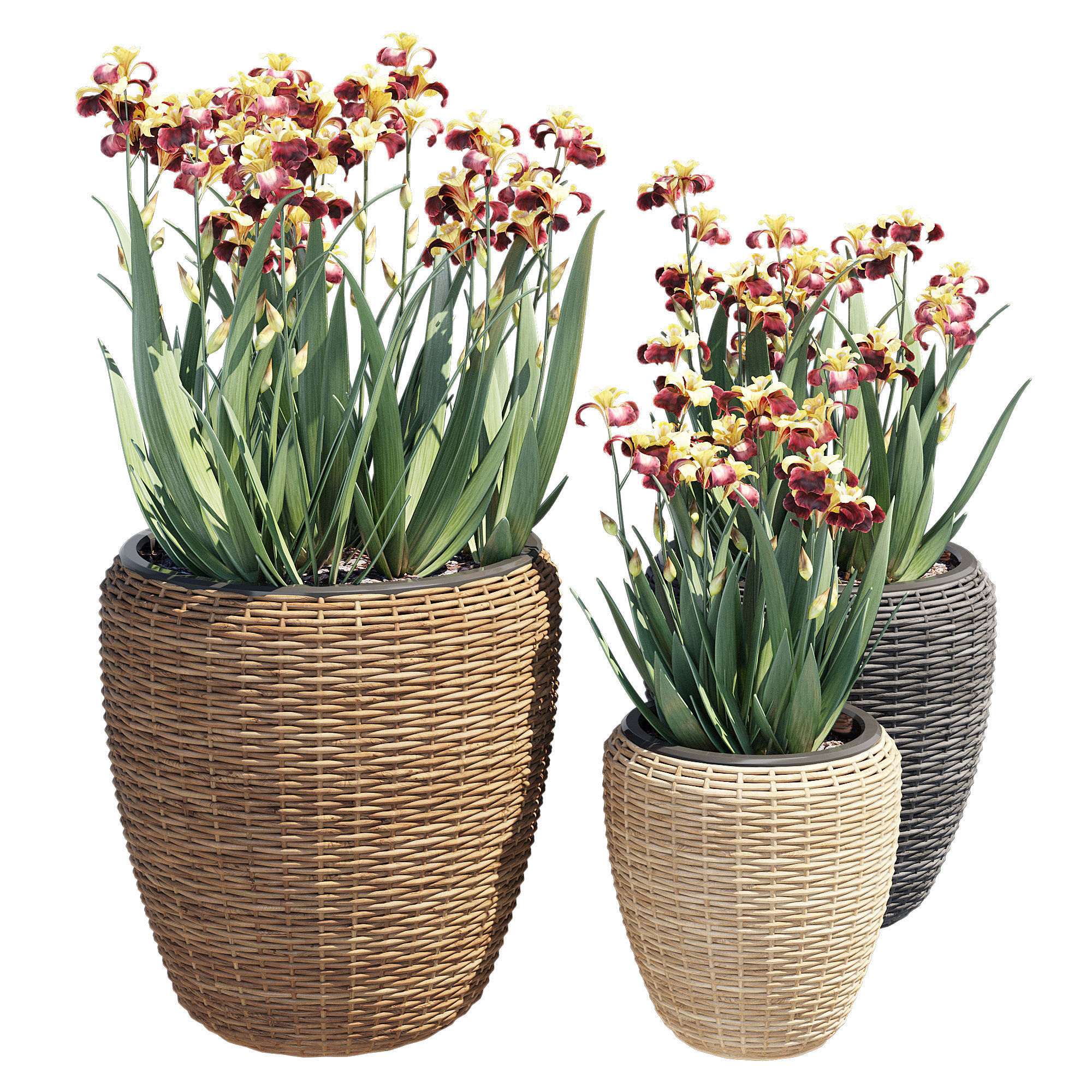Iris pot 3D model | CGTrader