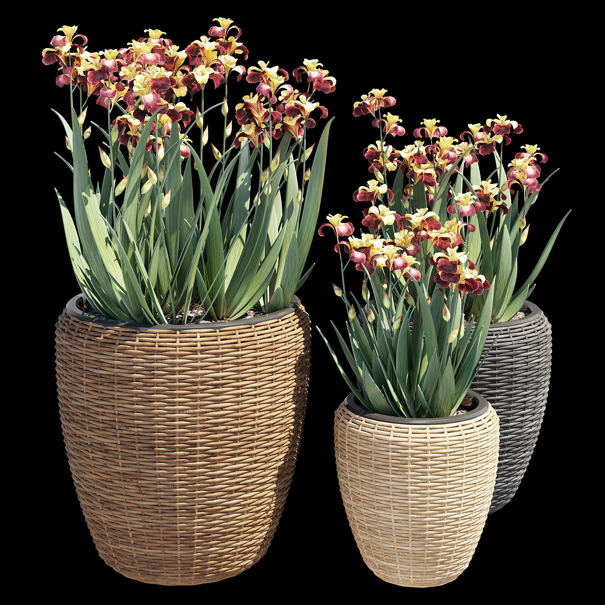 Iris pot 3D model | CGTrader